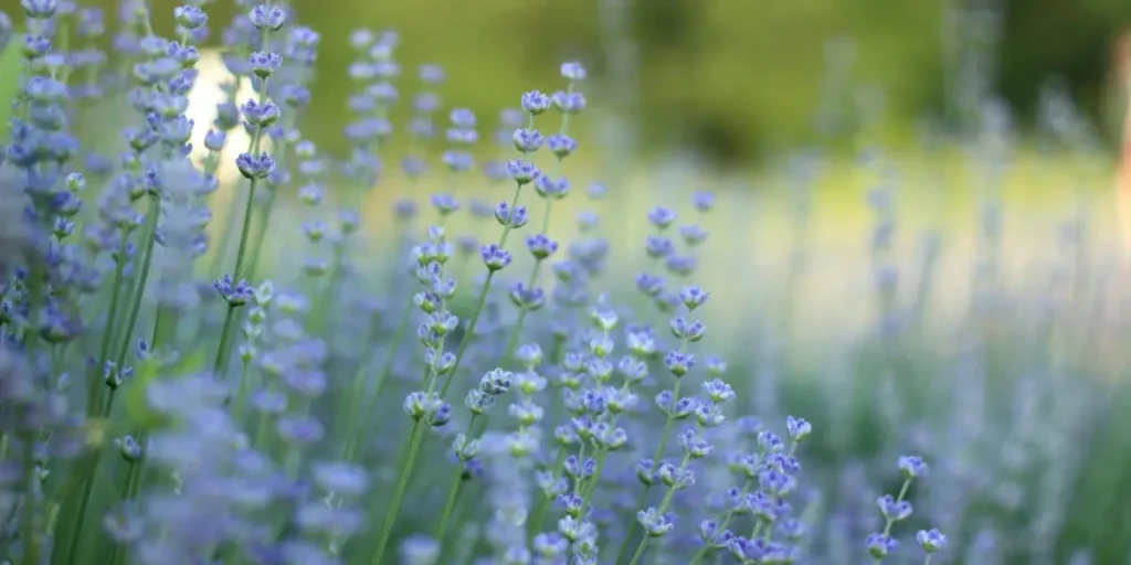 Grief in Spring: Navigating Renewal While Honouring Your Loss - Dorothy ...